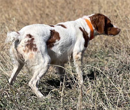 Brittany Dogs For Sale Outback Kennels
