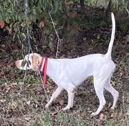 English Pointer Hunting Dogs For Sale Outback Kennels