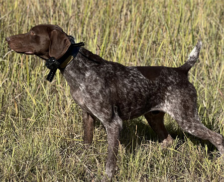 Liver Ticked German Shorthaired Pointer
