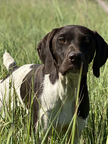 German Shorthair Dogs For Sale Outback Kennels