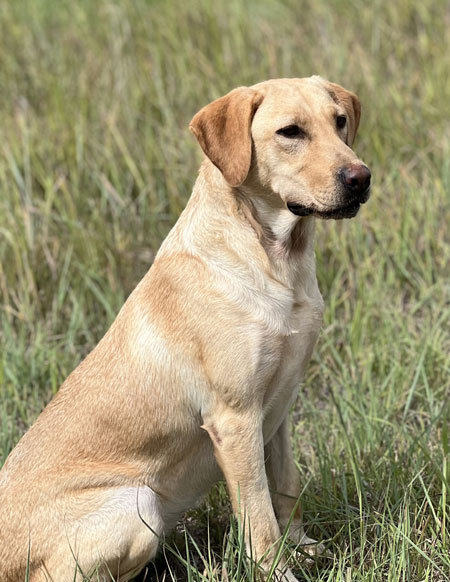 Labrador Retriever Dogs For Sale Outback Kennels