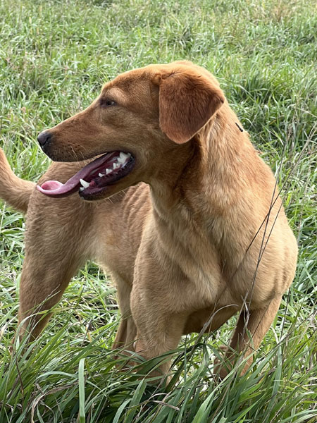 Labrador Retriever Dogs For Sale Outback Kennels