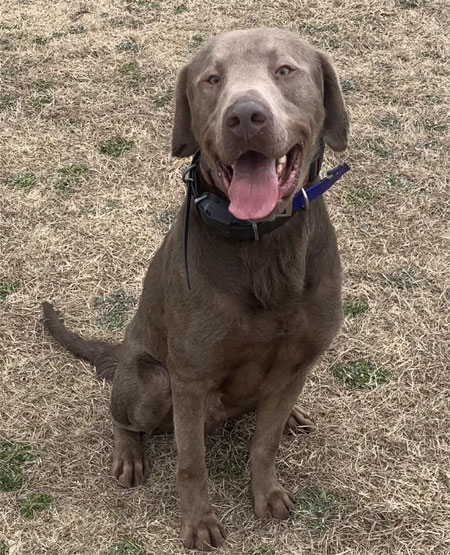 Labrador Retriever Dogs For Sale Outback Kennels