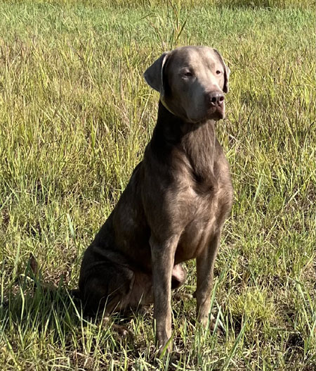 Labrador Retriever Dogs For Sale Outback Kennels