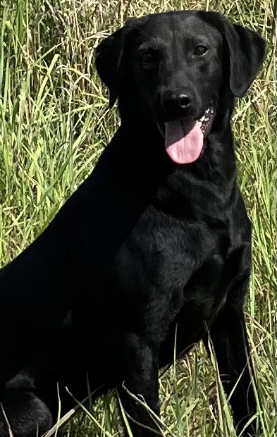Labrador Retriever Dogs For Sale Outback Kennels