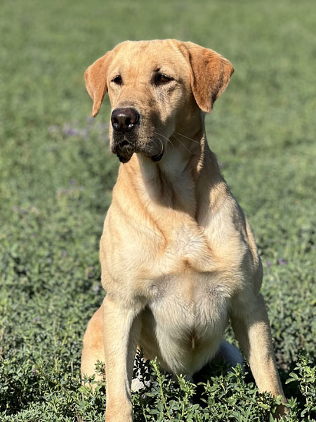 Labrador Retriever Dogs For Sale Outback Kennels