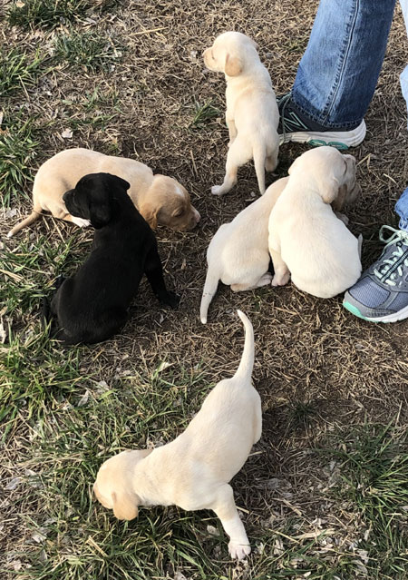 Puppies For Sale Outback Kennels