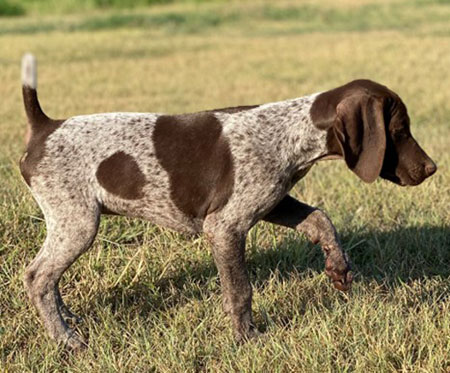 Puppies For Sale Outback Kennels
